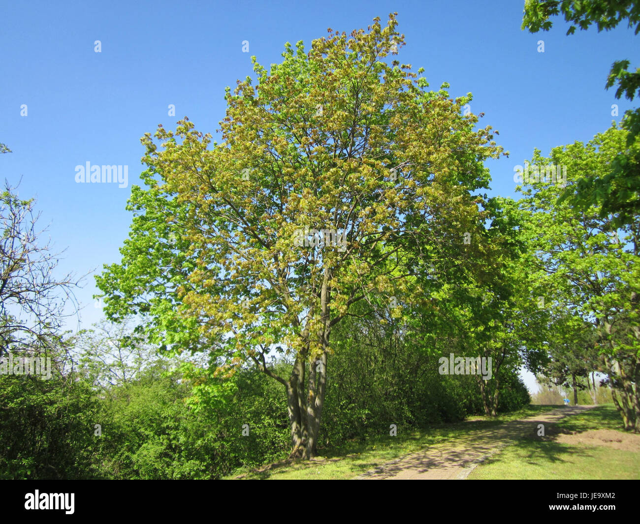 The photograph features an Acer species (Maple) tree in Hockenheim ...