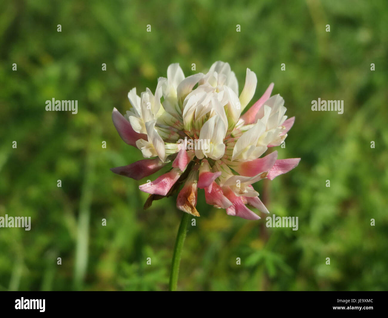 Soil fertility improvement hi-res stock photography and images - Alamy