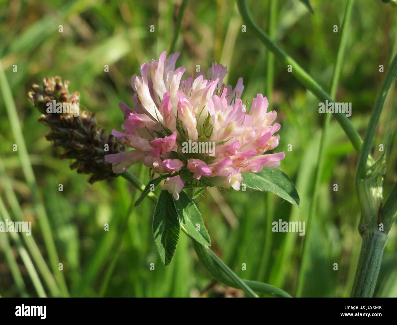 A photograph of Trifolium hybridum, commonly known as hybrid clover ...