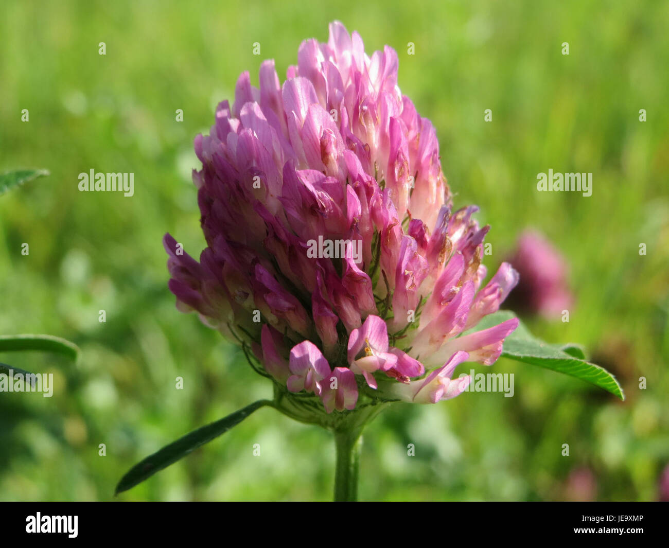 Trifolium pratense, also known as red clover, is a perennial plant ...