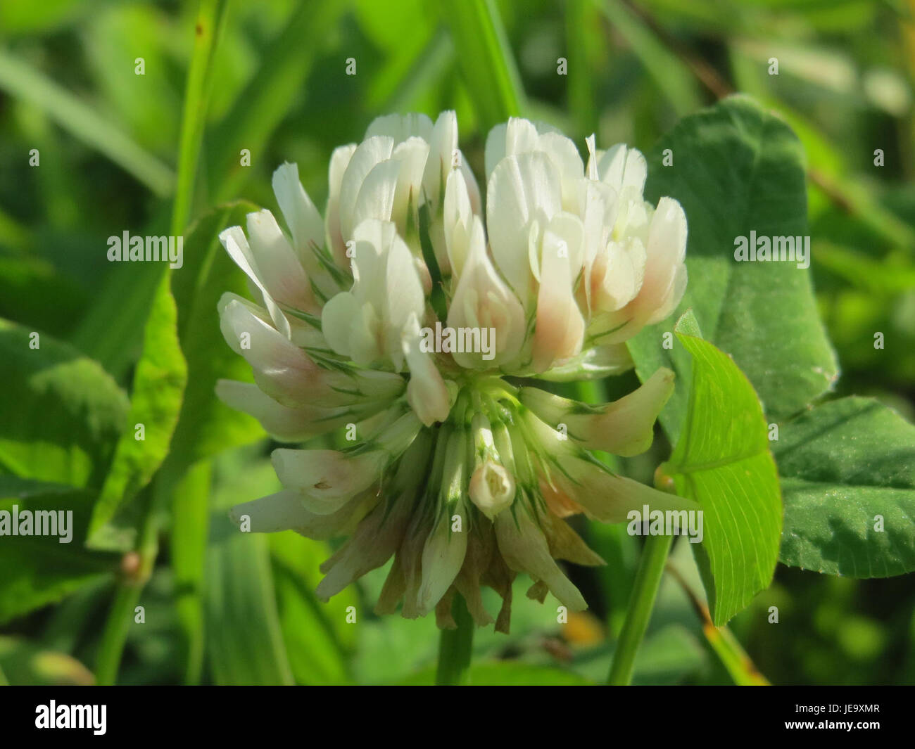 Trifolium repens, commonly known as white clover, is a low-growing ...