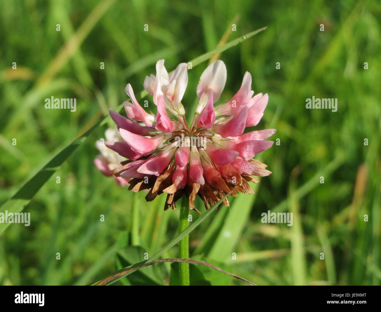 The image shows Trifolium hybridum, commonly known as hybrid clover ...