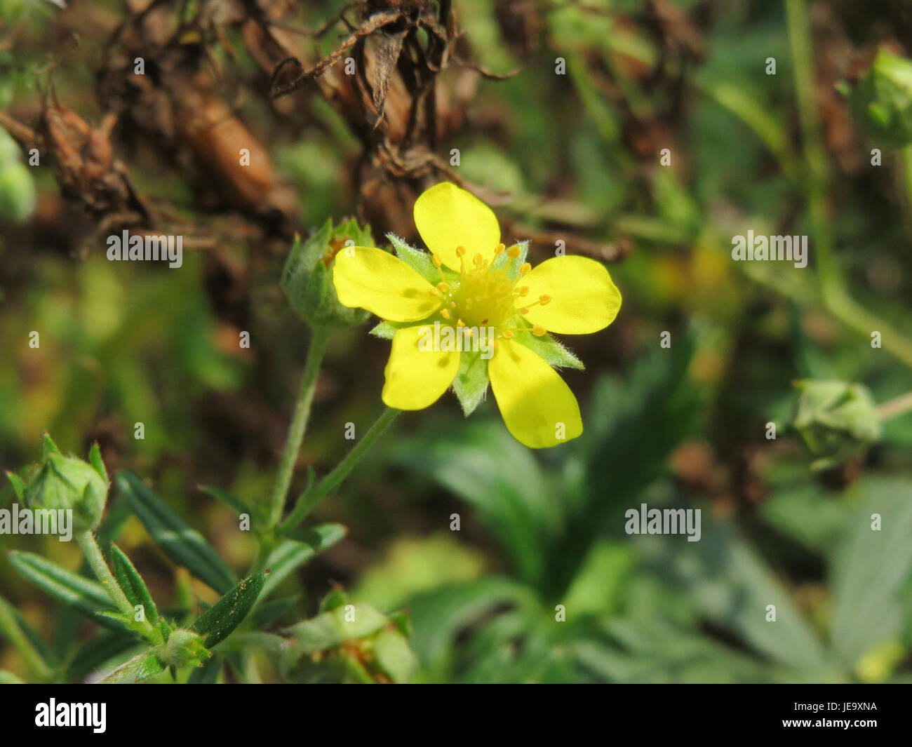 Perennial potentilla hi-res stock photography and images - Alamy