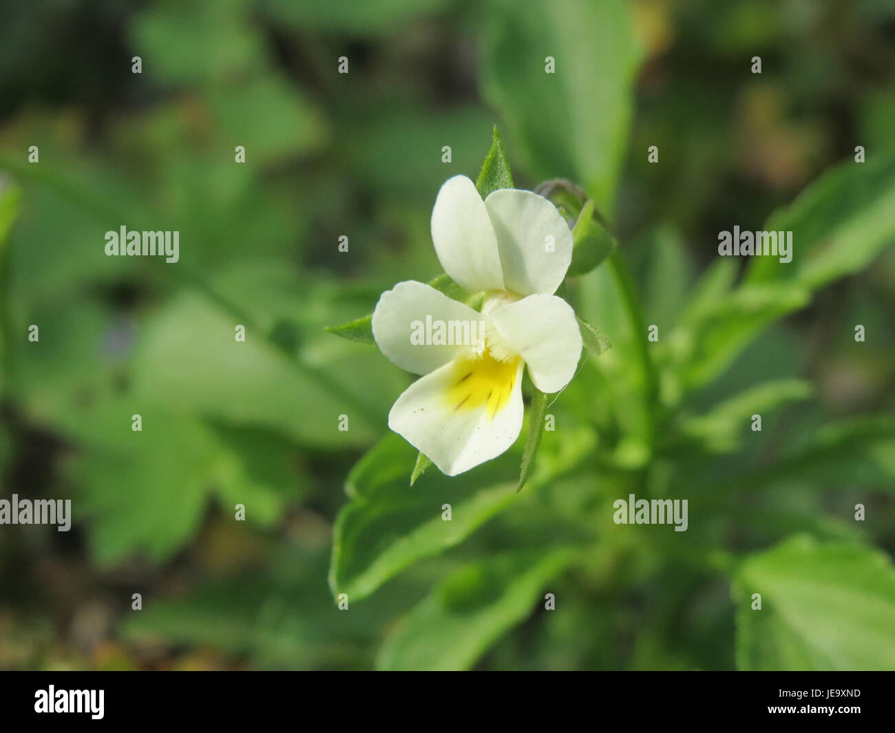 Pansy flowers showcases hi-res stock photography and images - Alamy