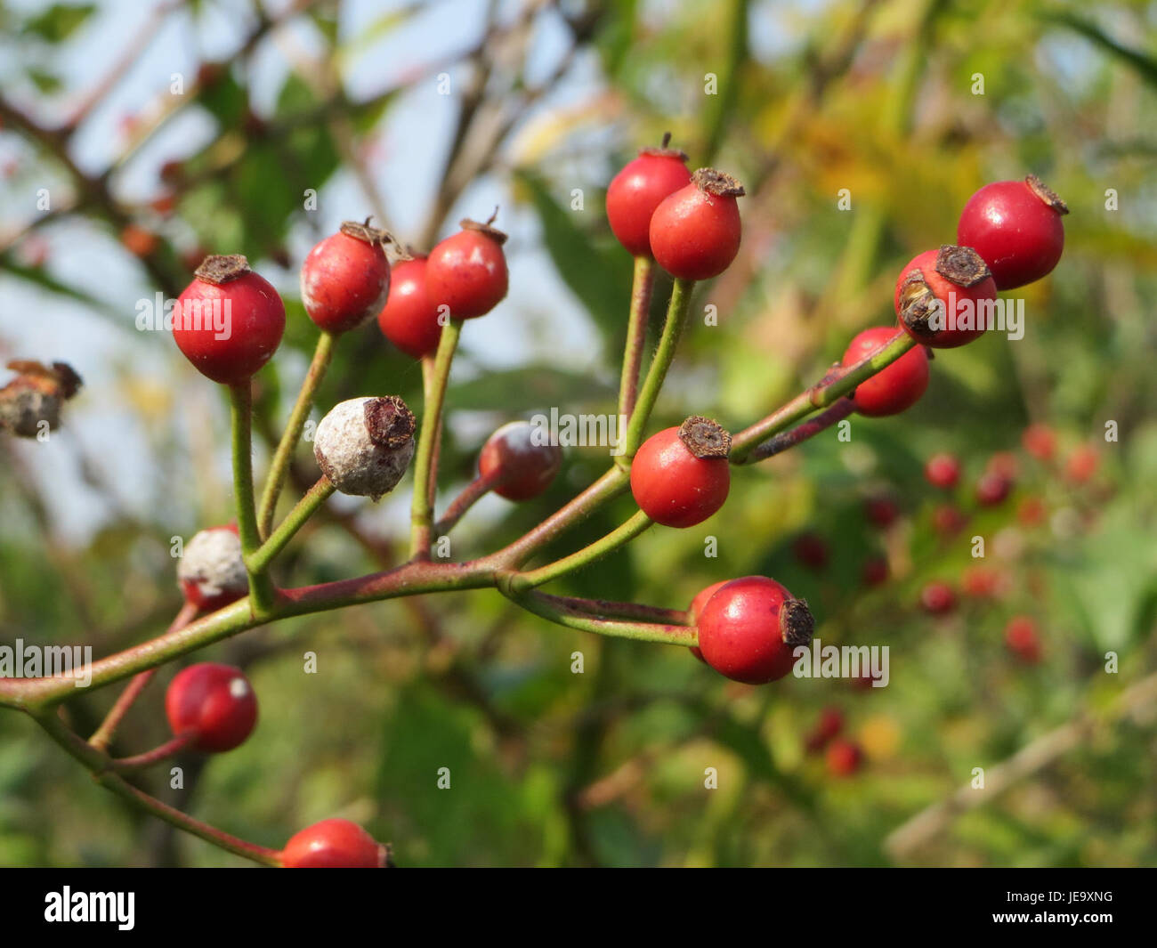 *Rosa multiflora*, commonly known as multiflora rose, is a deciduous ...