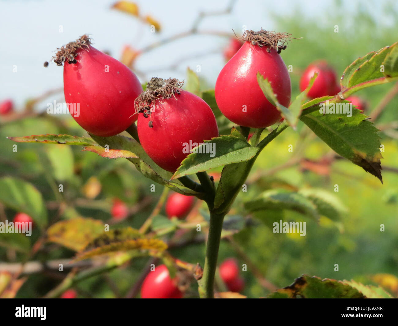 Rosa canina, commonly known as the dog rose, is a species of wild rose ...