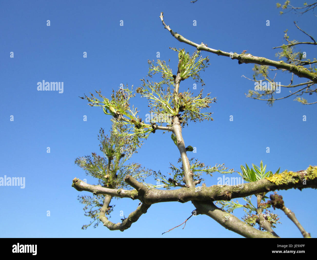 A photograph taken on April 24, 2013, of an Esche (ash tree) located in ...
