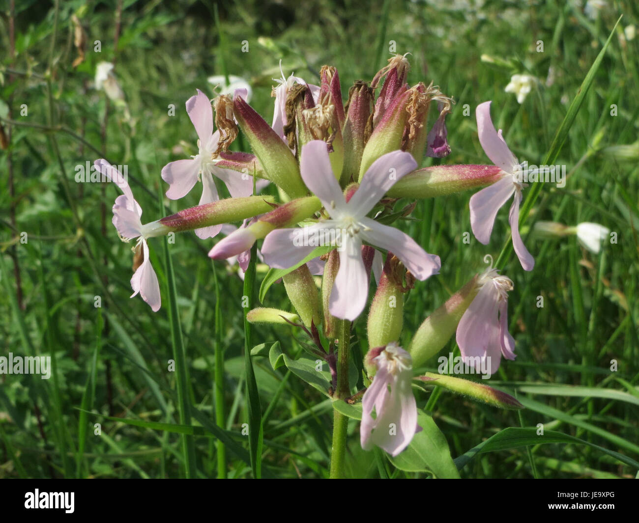 Saponaria officinalis, commonly known as soapwort, is a flowering plant ...