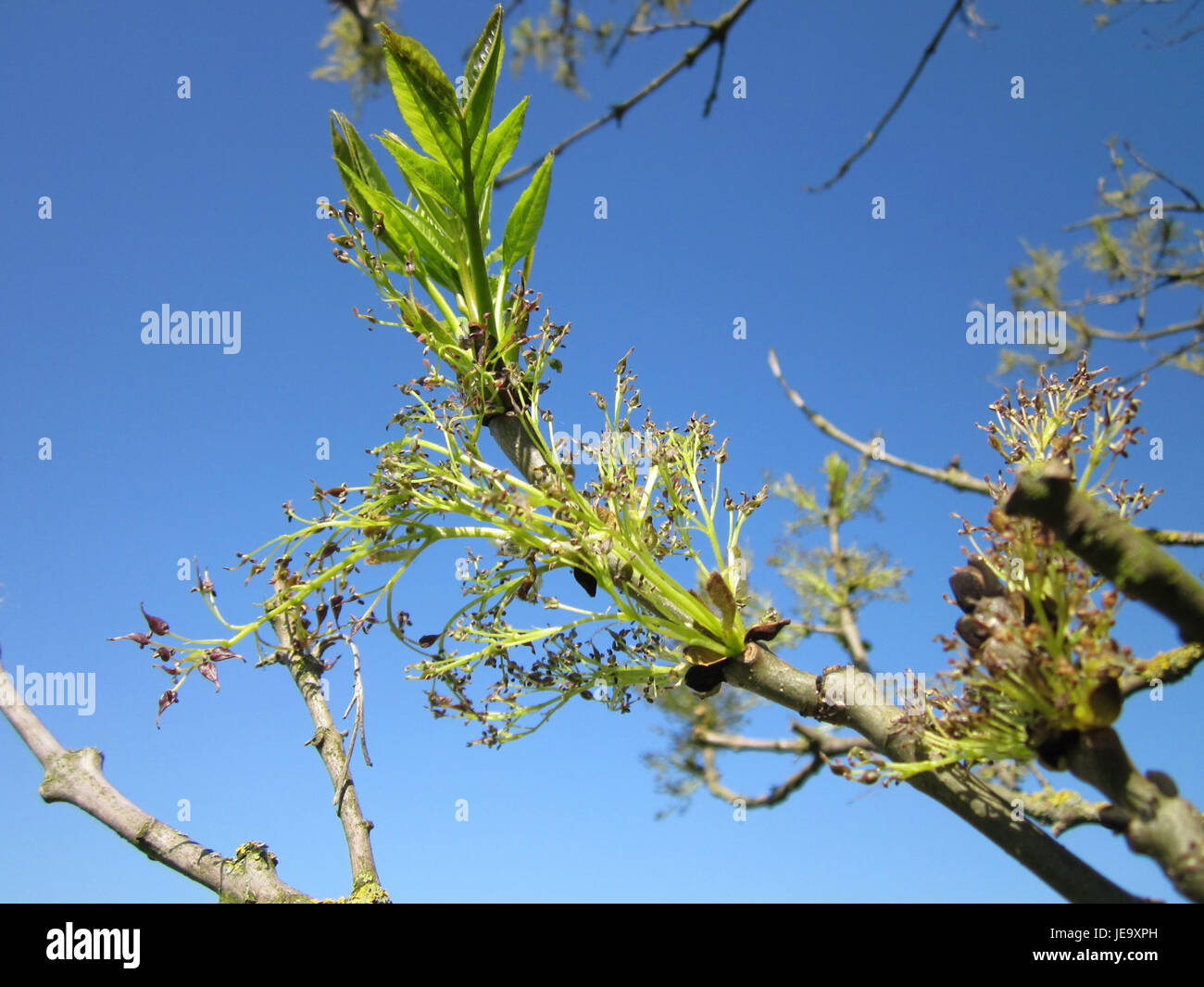 This photograph shows an ash tree (Fraxinus excelsior) in Hockenheim ...