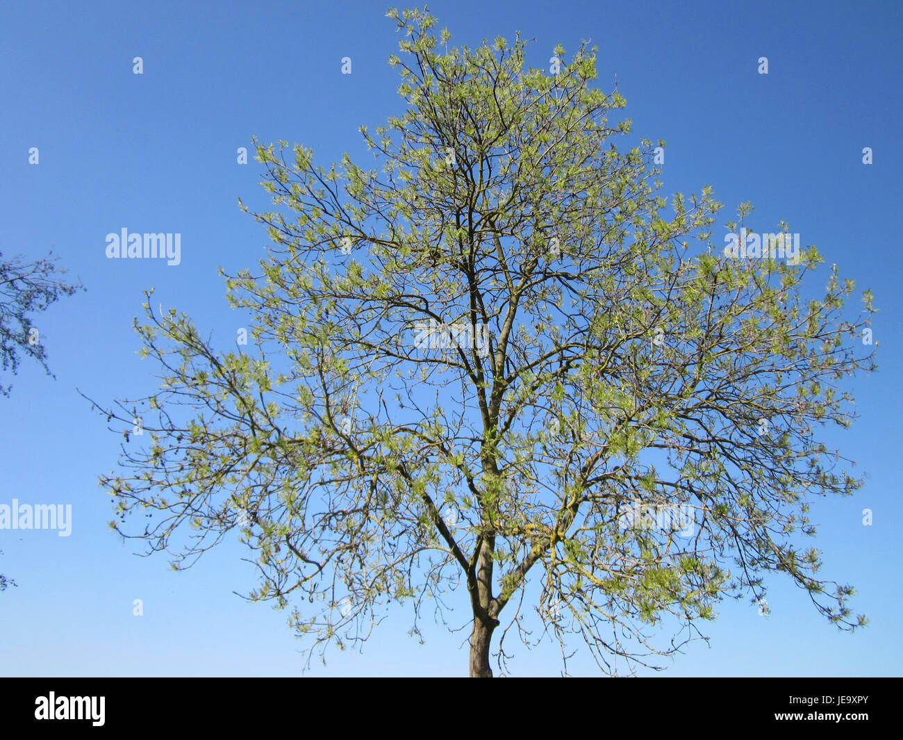 A photograph of an Ash tree (Fraxinus excelsior) in Hockenheim, Germany ...