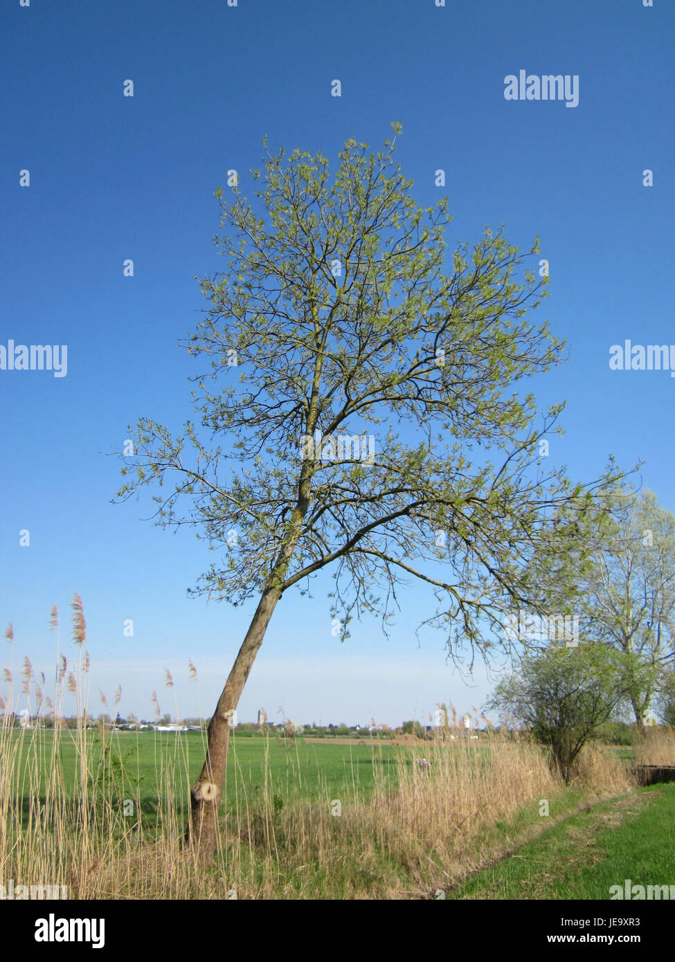 Fraxinus excelsior known ash hi-res stock photography and images - Alamy