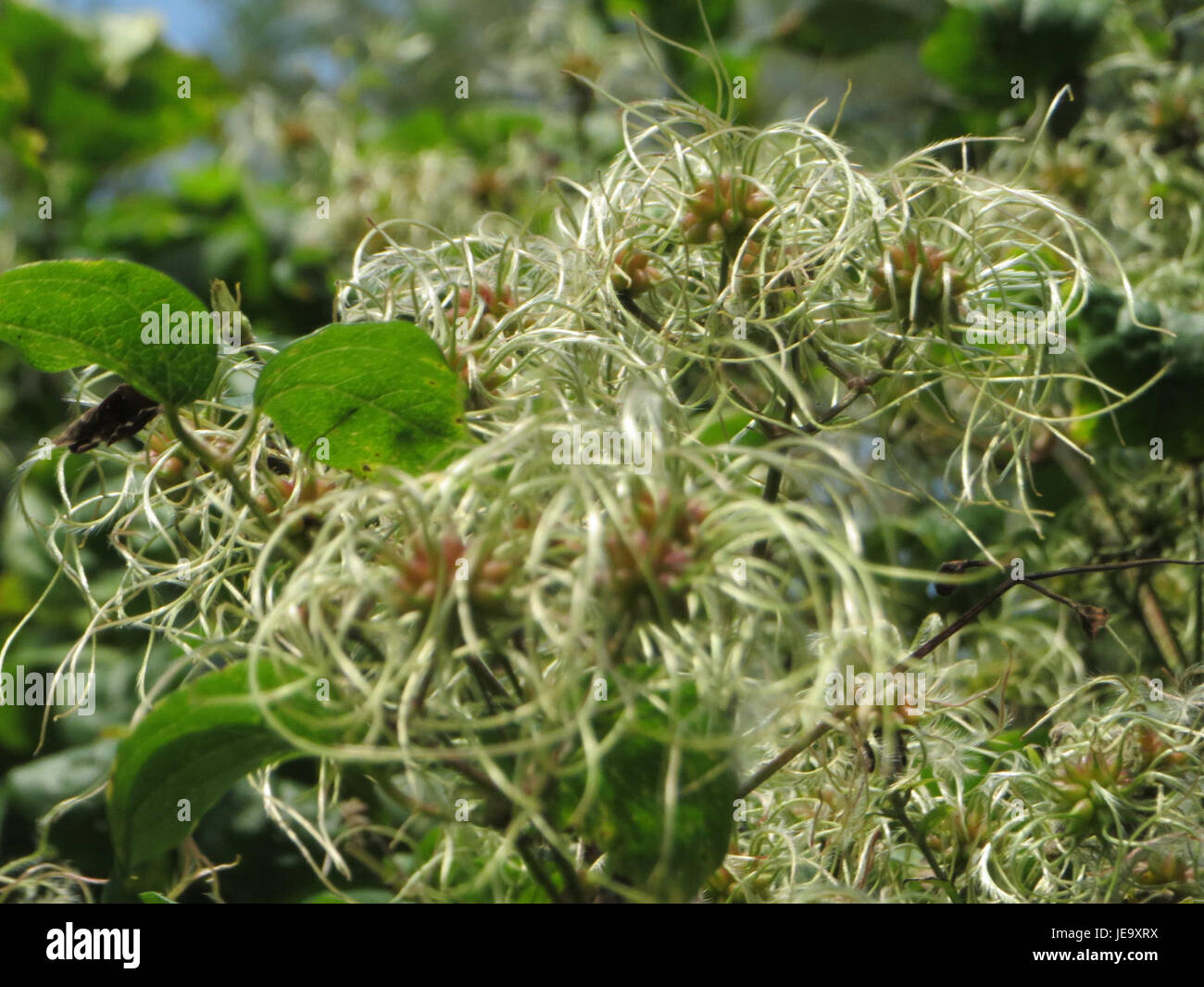 Clematis vitalba, commonly known as old man's beard, is a climbing ...