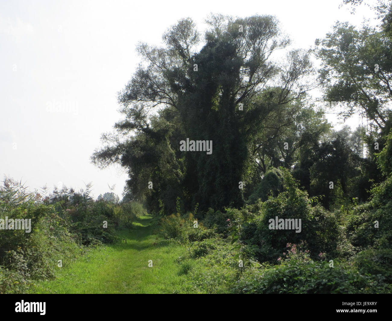 A photograph of Wagbachniederung, a nature reserve in Germany ...