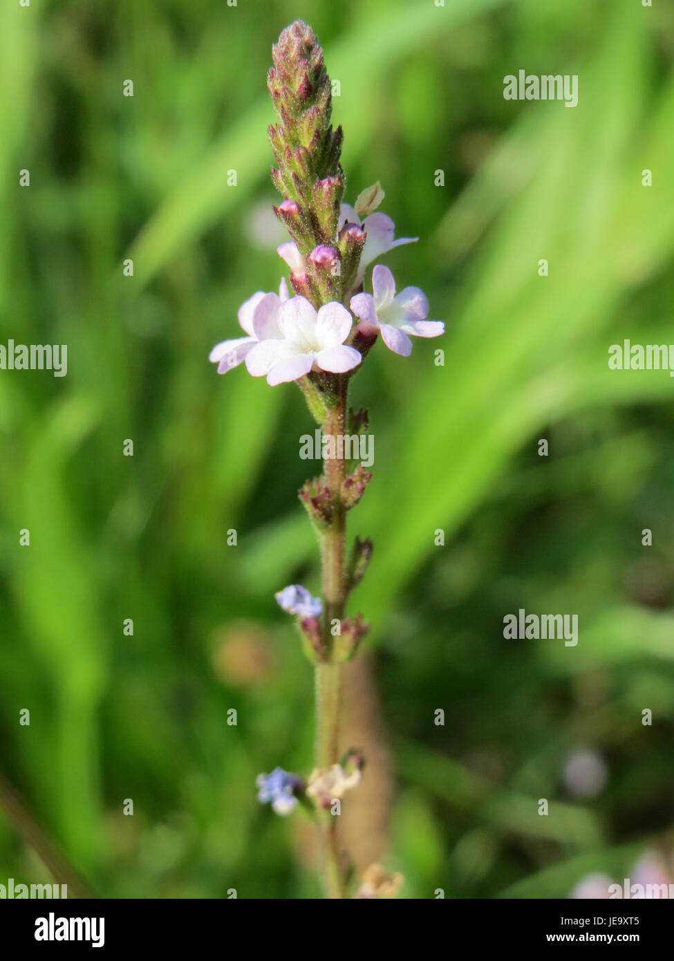 Verbena officinalis, commonly known as common vervain, is a flowering ...