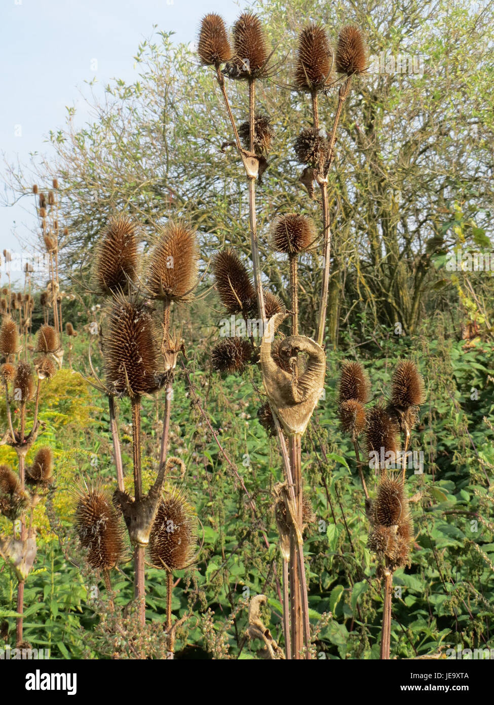 Dipsacus fullonum, commonly known as teasel, is a plant species native ...