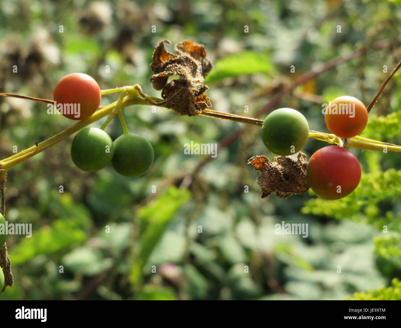 Bryonia dioica, or white bryony, is a climbing plant native to Europe ...