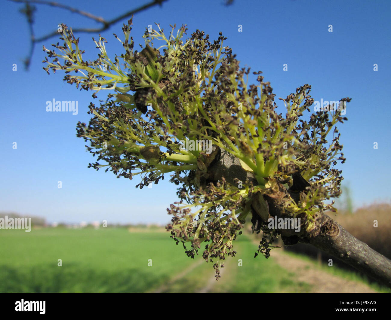 The Esche (Ash tree) in Hockenheim, Germany, is notable for its size ...