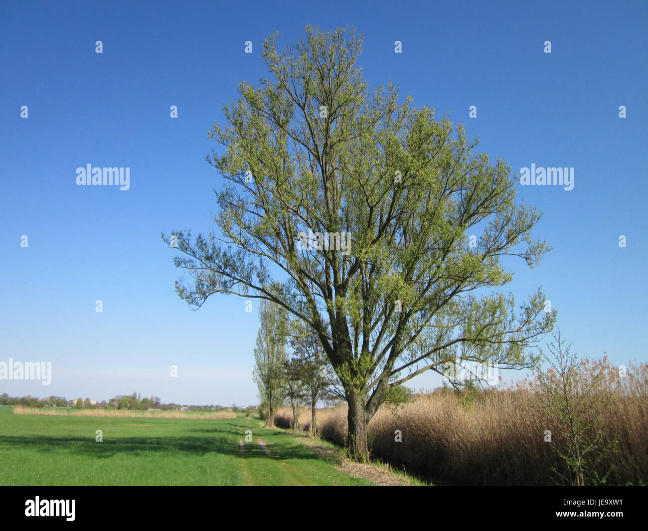 This photograph shows an ash tree (*Esche*) located in Hockenheim ...