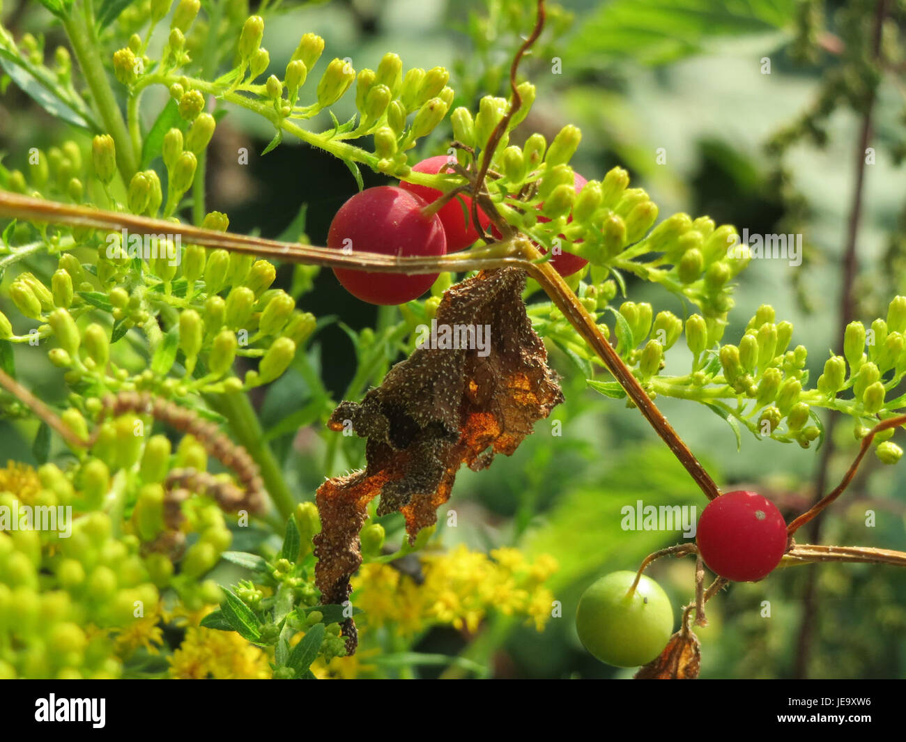 A botanical photograph of Bryonia dioica, commonly known as white ...
