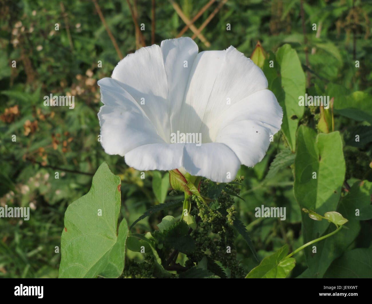 Calystegia sepium, also known as the bindweed or hedge bindweed, is a ...