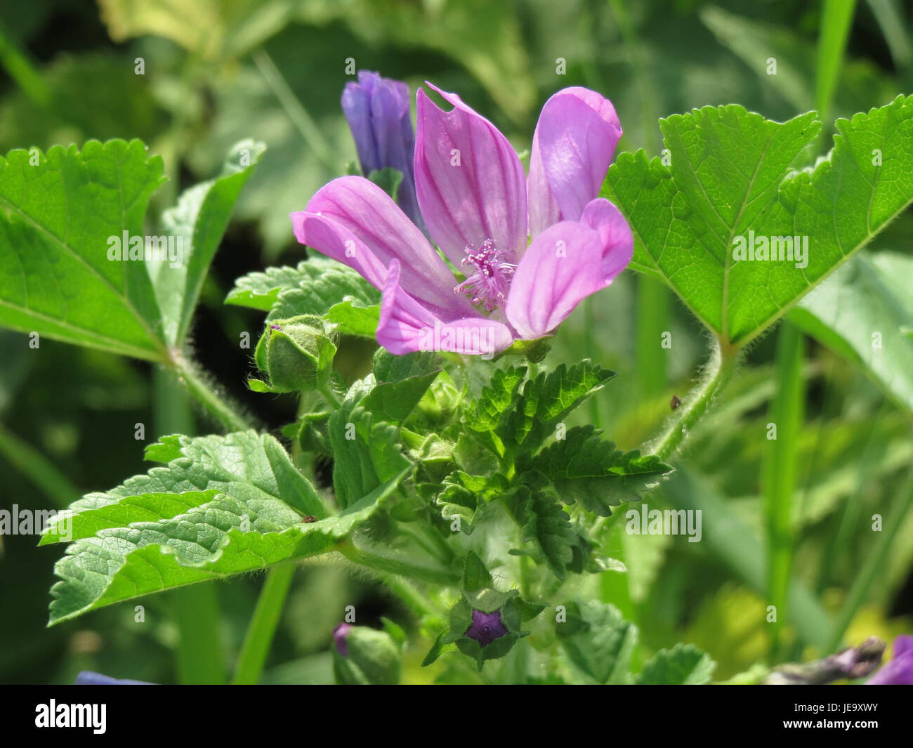 Malva sylvestris, commonly known as common mallow, is a flowering plant ...