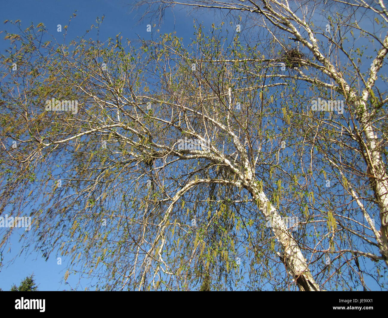 This image shows *Birke*, a tree species, photographed in Hockenheim on ...
