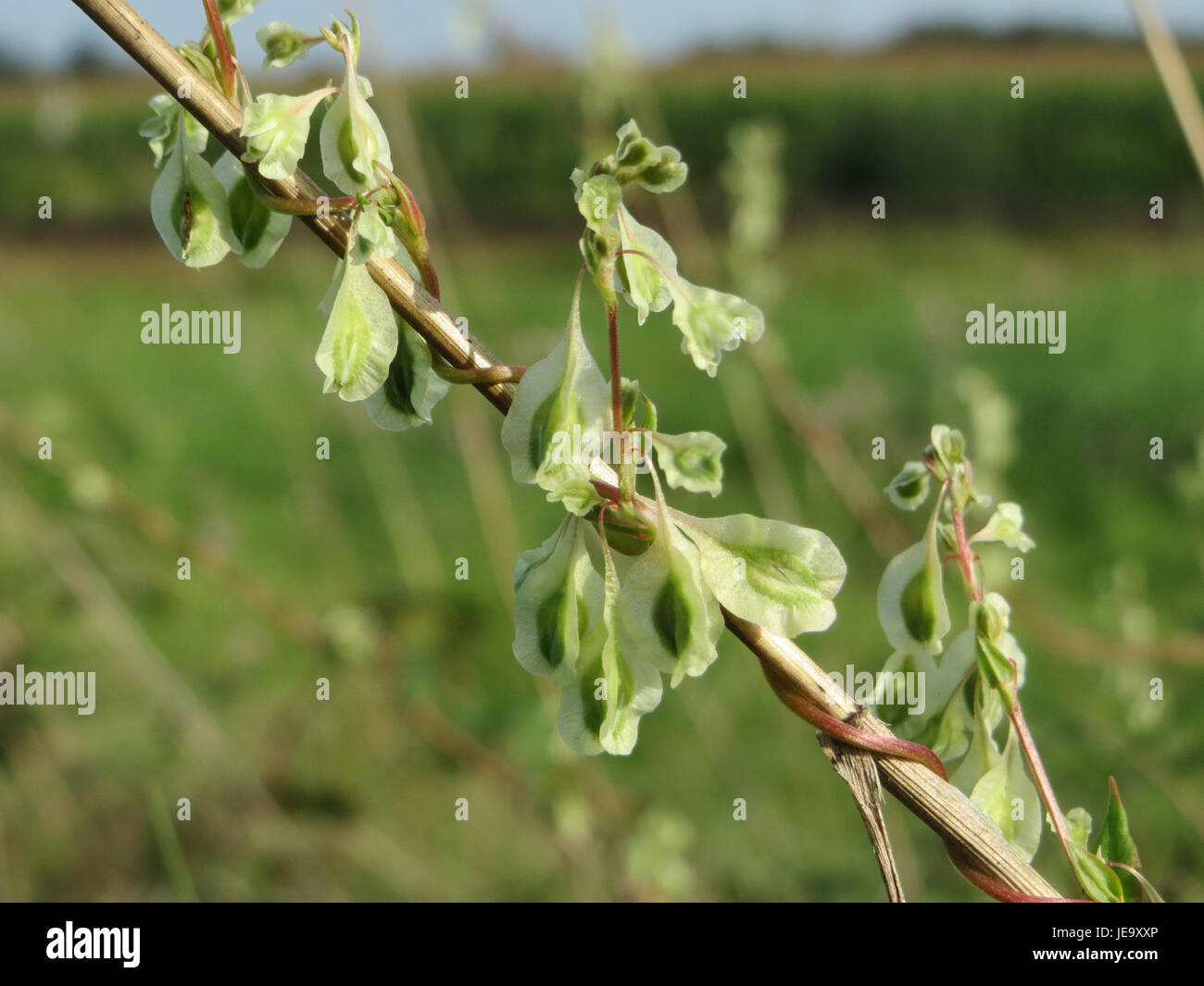 Sometimes invasive species hi-res stock photography and images - Alamy