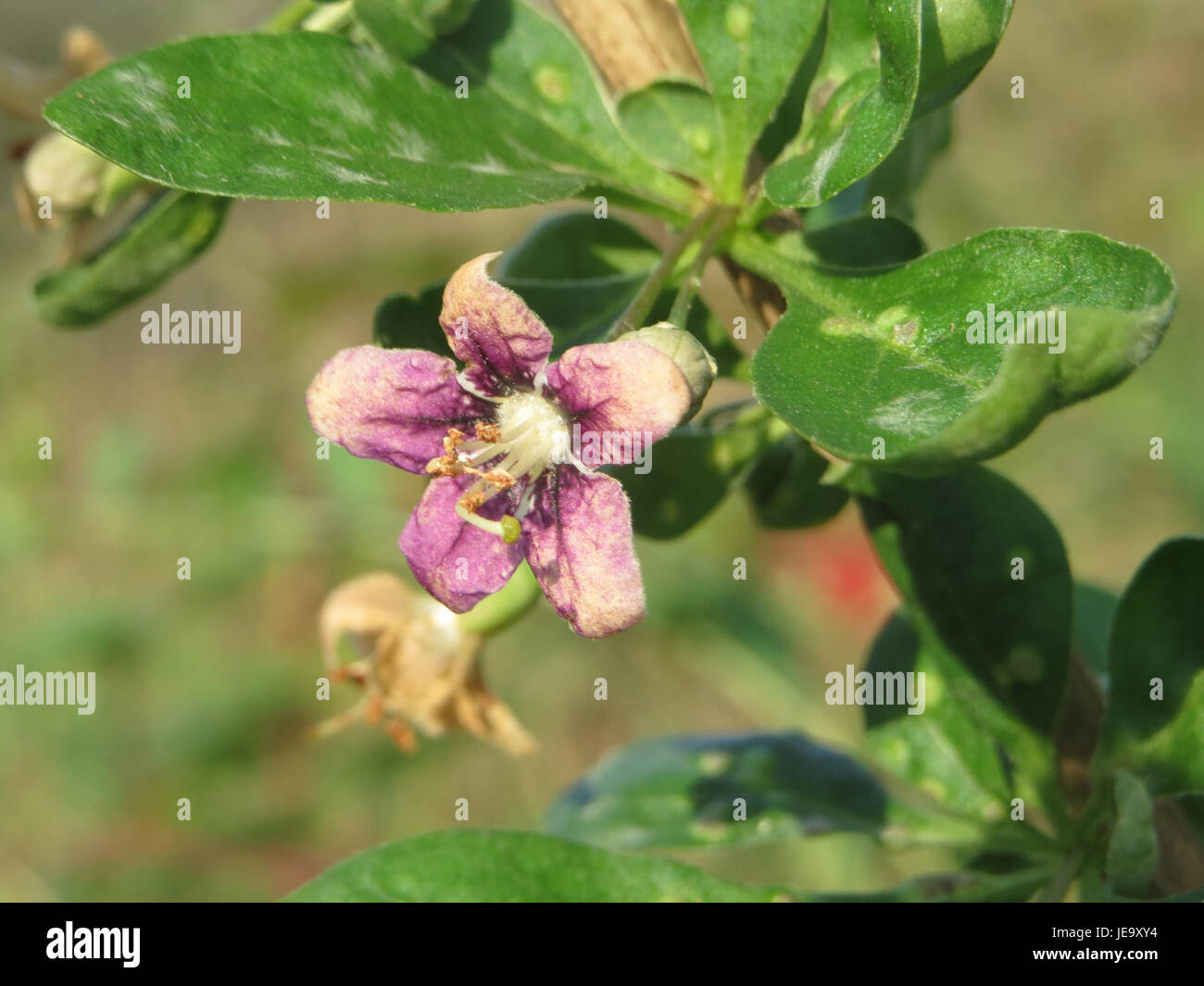Lycium barbarum, also known as goji berry, is a shrub that produces ...