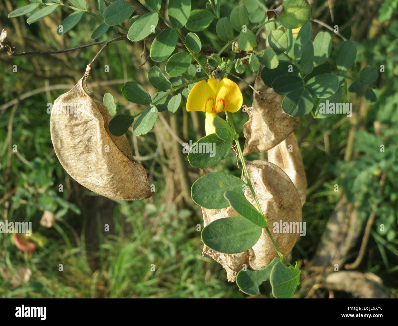 Colutea arborescens, also known as the tree bladderpod, is a deciduous ...