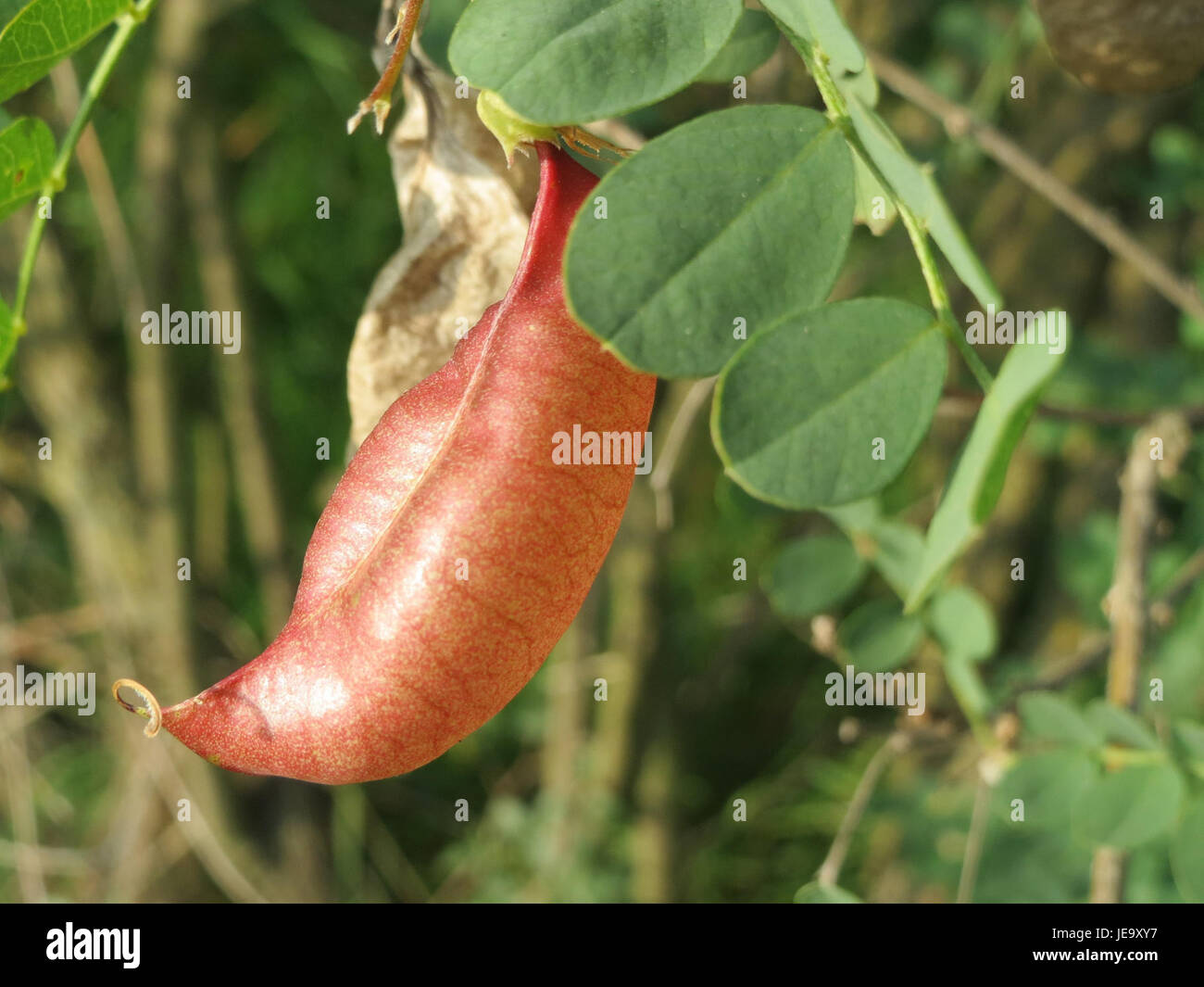 On September 7, 2014, a photograph of Colutea arborescens (Tree Alfalfa ...