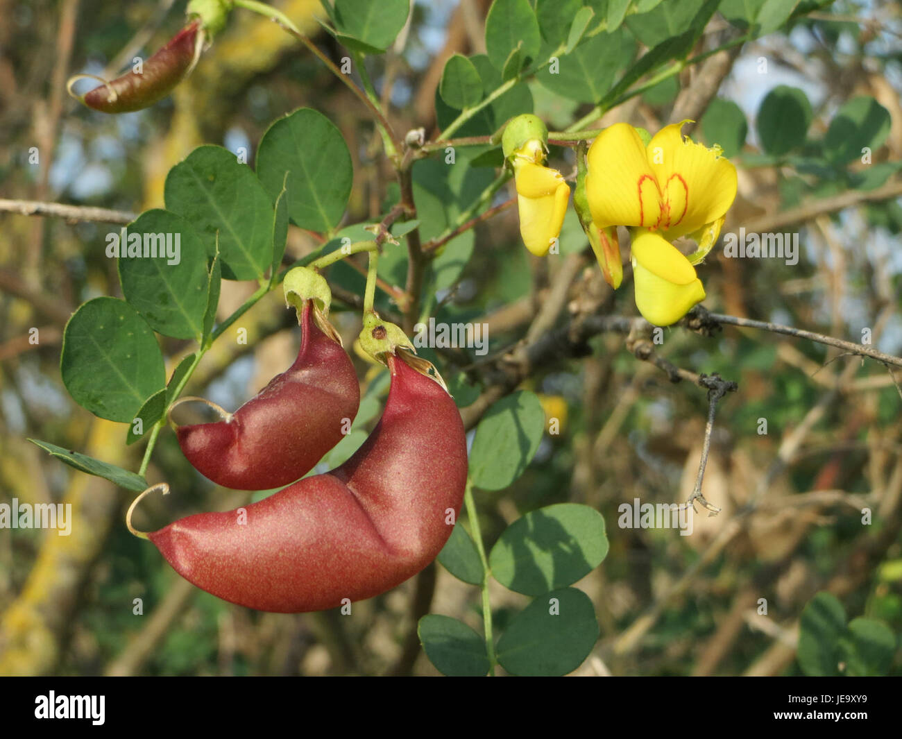 Colutea arborescens, commonly known as bladder-senna, is a deciduous ...