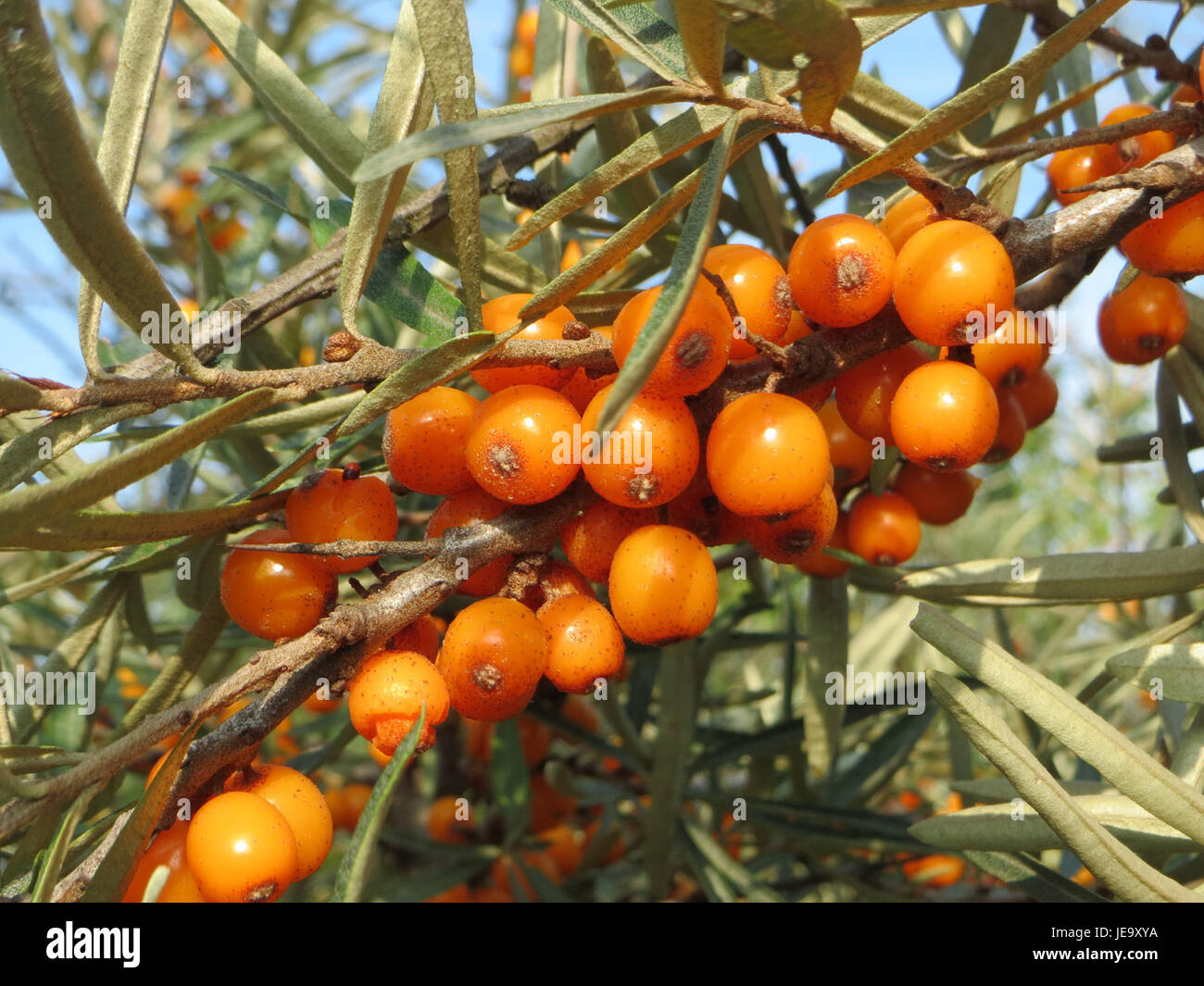 Hippophae rhamnoides, commonly known as sea buckthorn, is a hardy shrub ...
