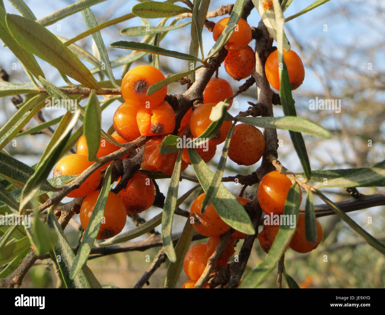 Sea buckthorn cultivation hi-res stock photography and images - Alamy