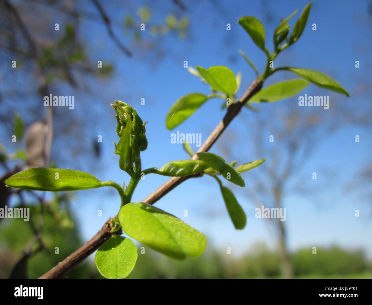 This image features a view of Robinia trees in Hockenheim, Germany. The ...