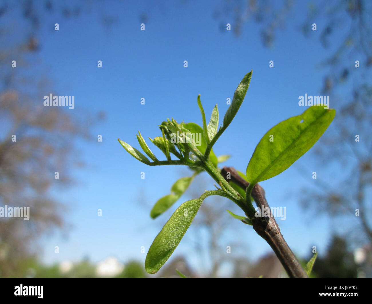 Robinia, commonly known as black locust, is a fast-growing tree native ...