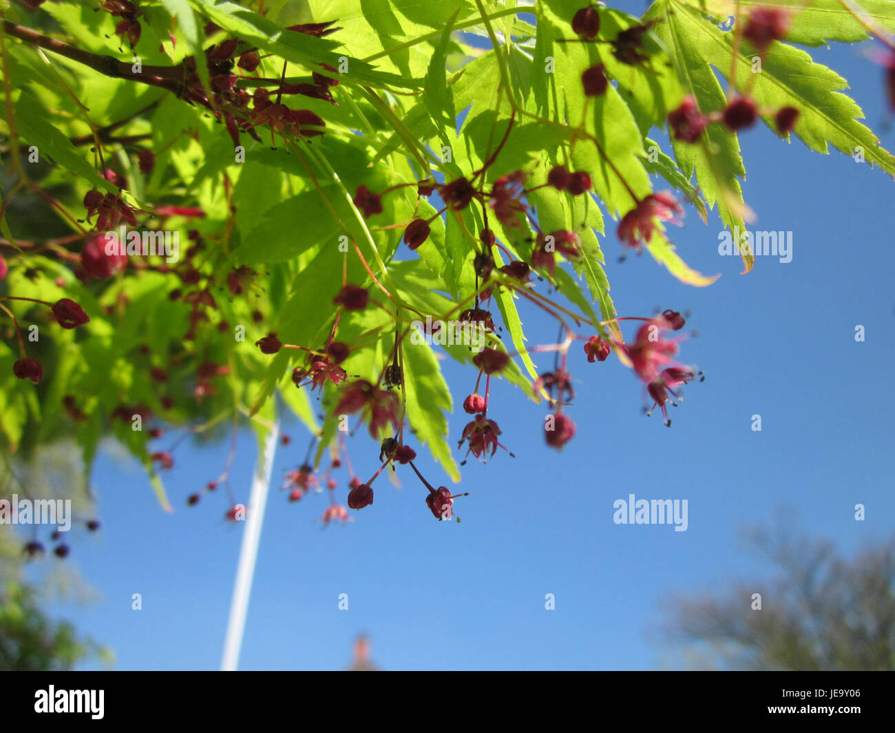 Fan leaf tree hi-res stock photography and images - Alamy