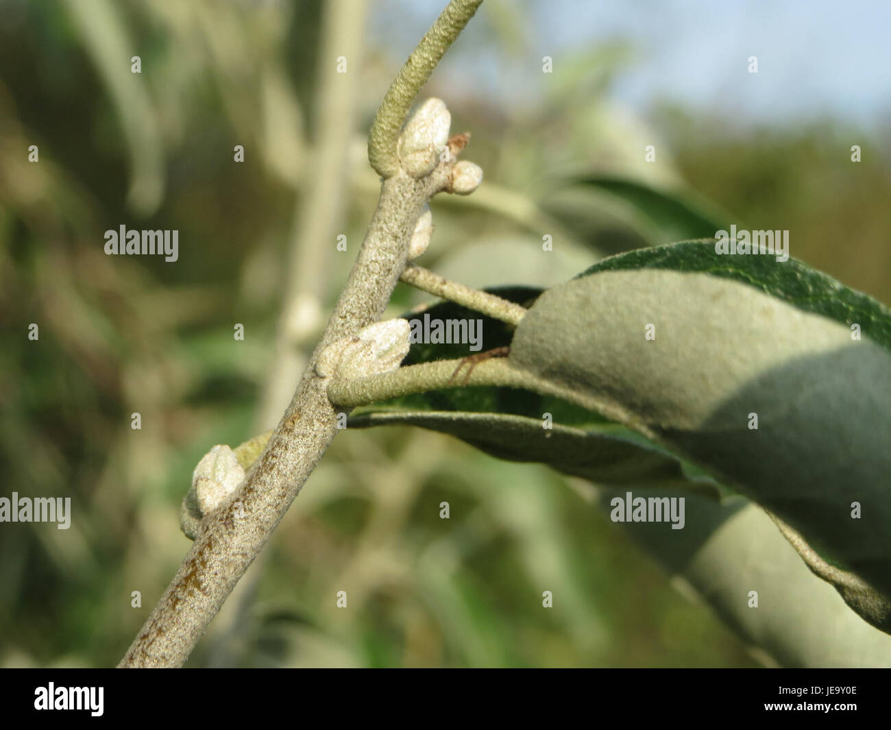 Silverberry hi-res stock photography and images - Alamy