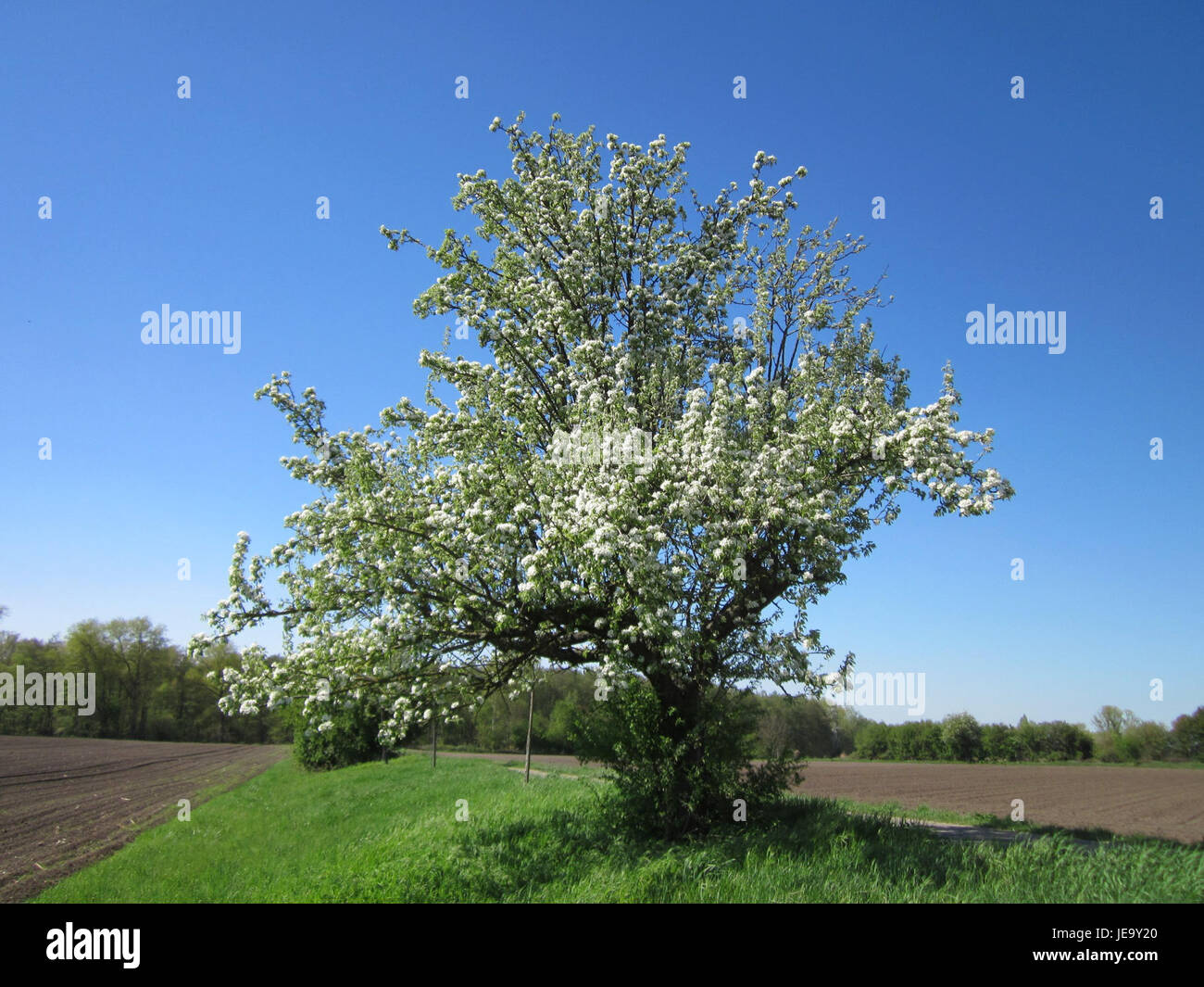 Birne, or pear, is a fruit tree commonly found in Hockenheim. It ...