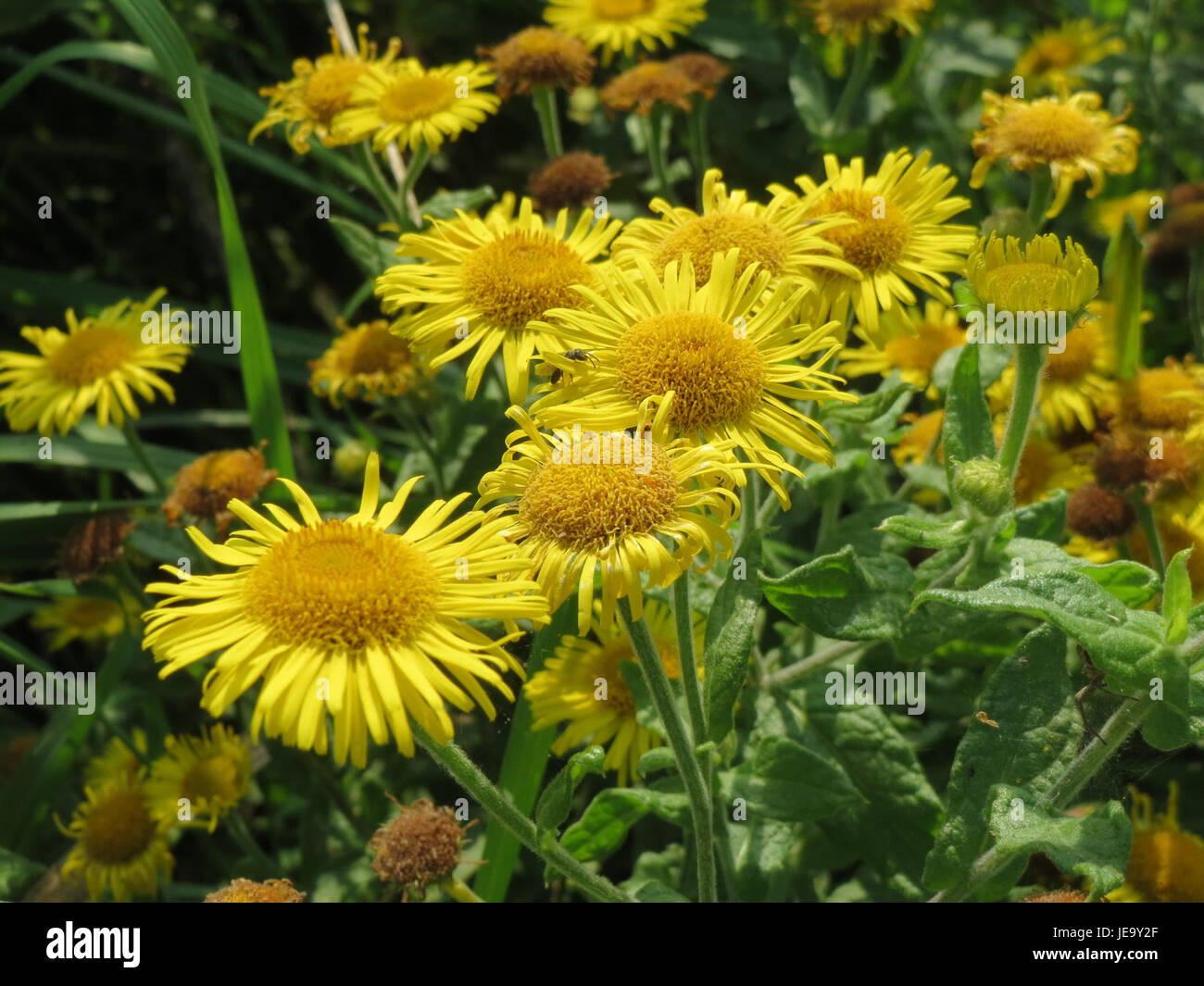 Pulicaria dysenterica, commonly known as the swamp fleabane, is a ...