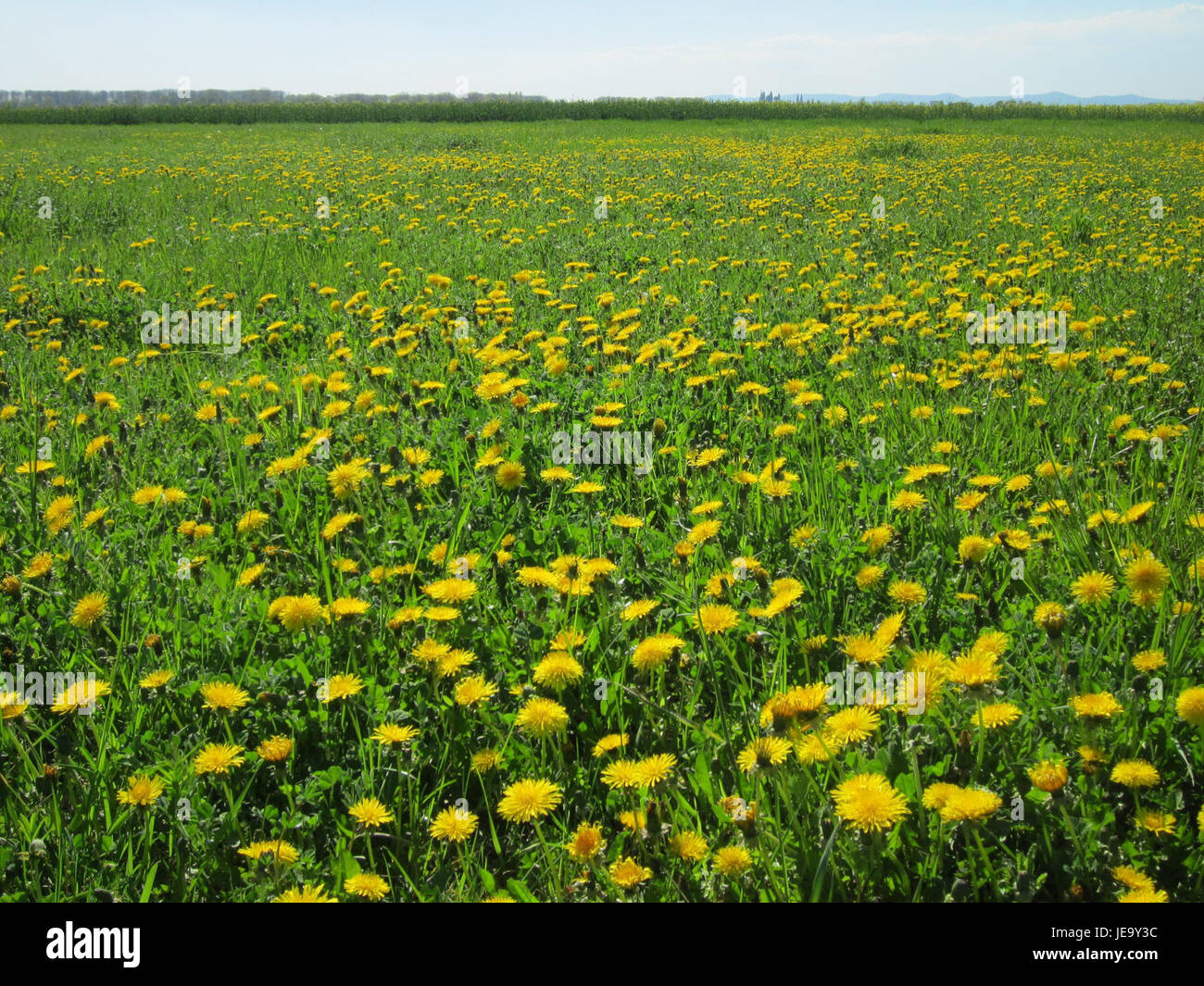 Flowers common dandelion in hi-res stock photography and images - Alamy