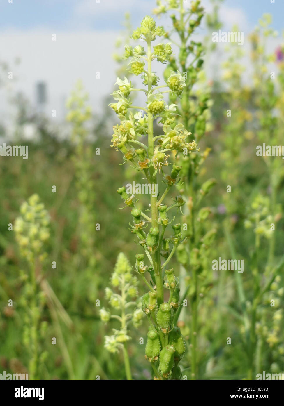 This image depicts the Reseda lutea, also known as yellow mignonette, a ...