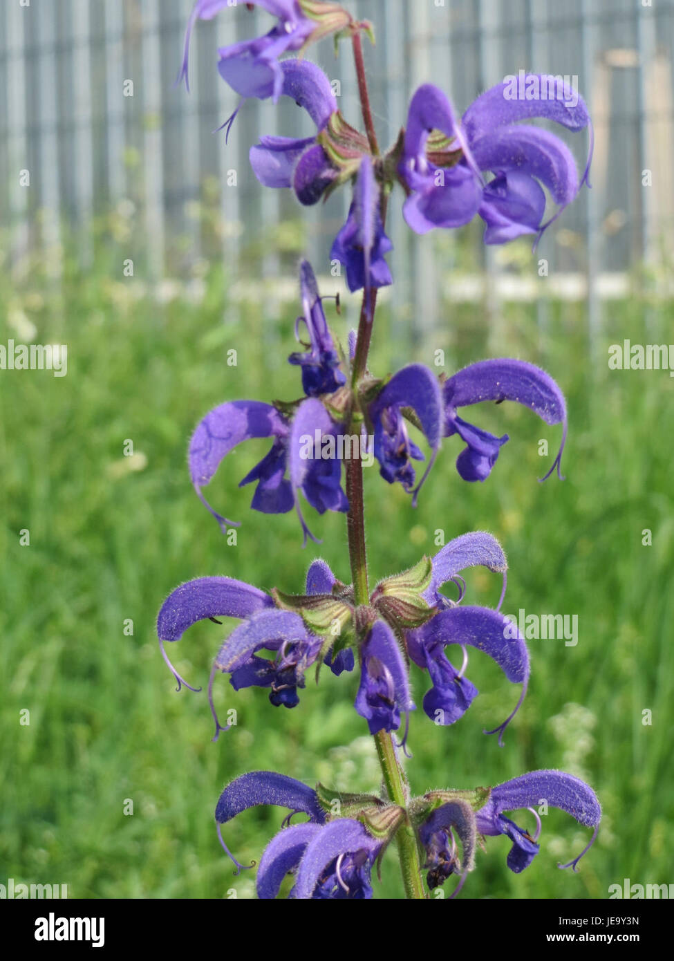 Aromatic salvia hi-res stock photography and images - Alamy