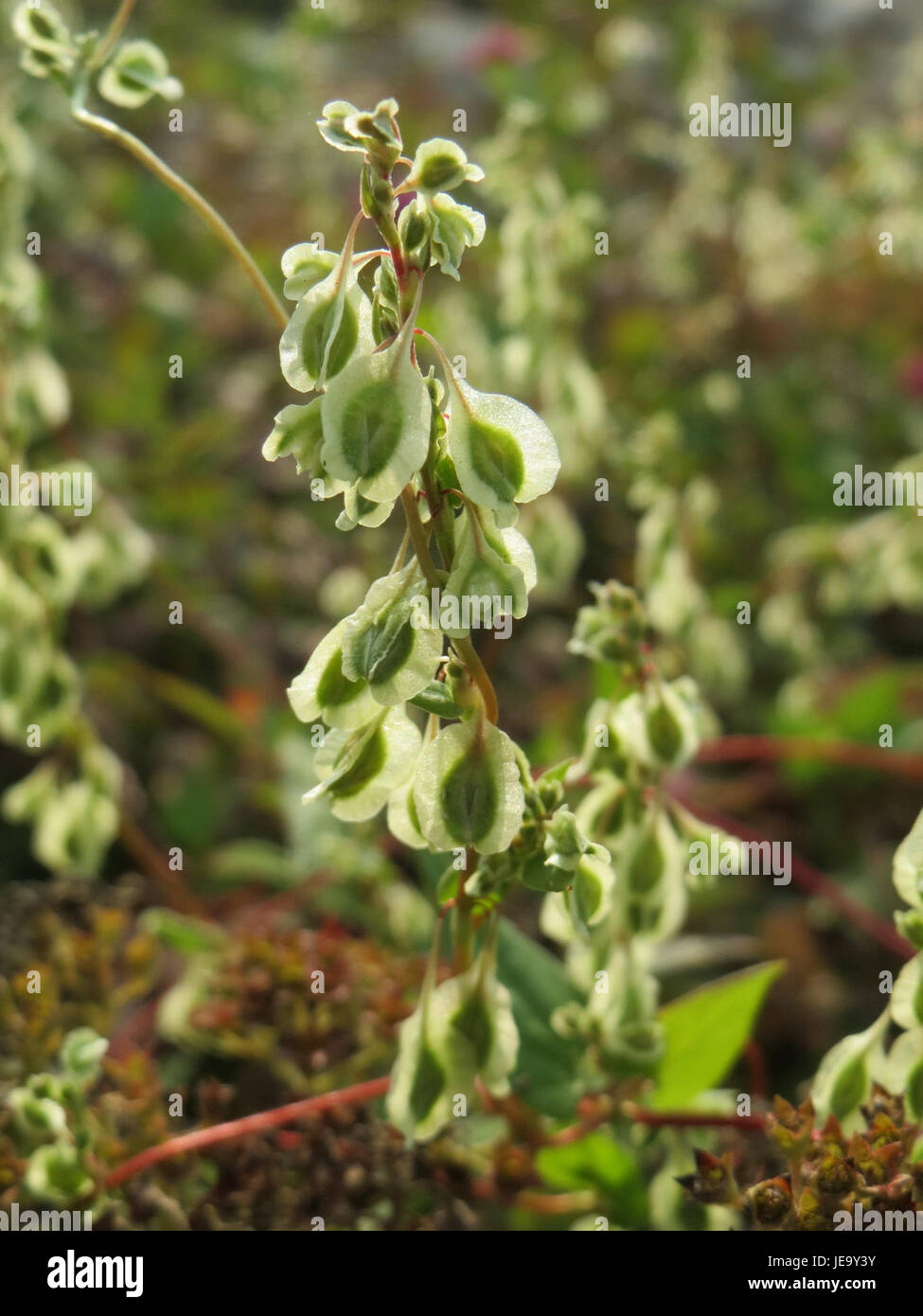 Fallopia dumetorum, commonly known as the Himalayan knotweed, is a fast ...
