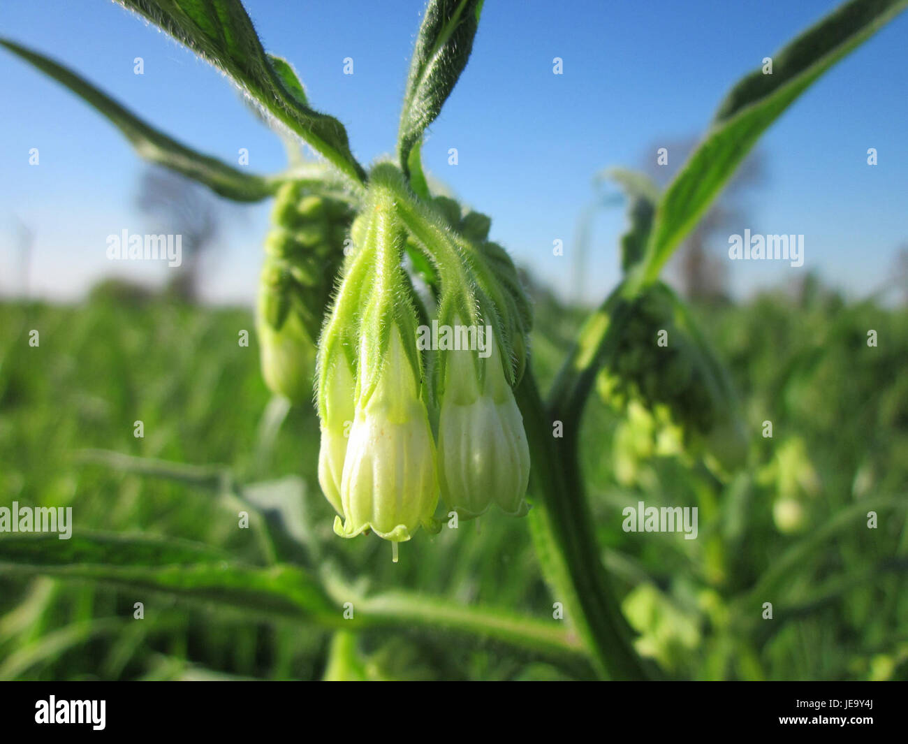 The Hockenheimer Rheinbogen is a natural landscape located near ...