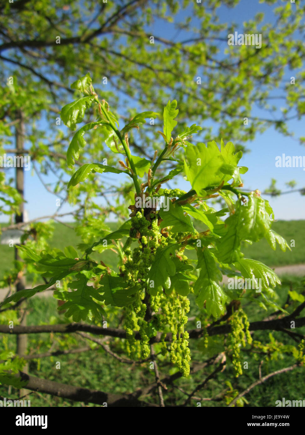 The Eiche in Hockenheim is a large oak tree located in the town of ...