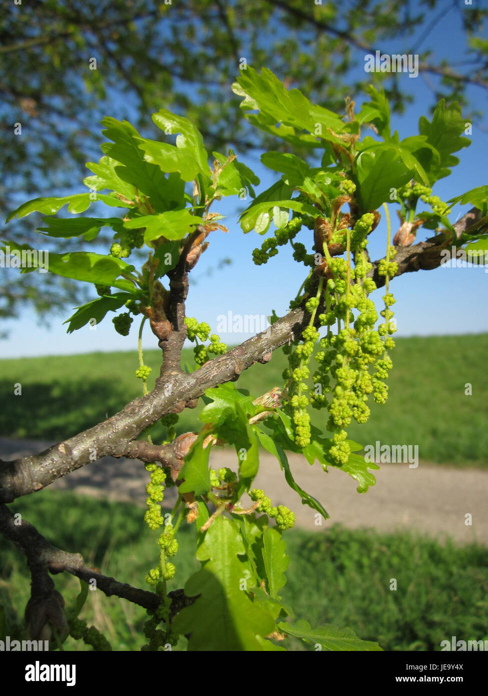 The image shows an oak tree (Quercus robur) located in Hockenheim ...