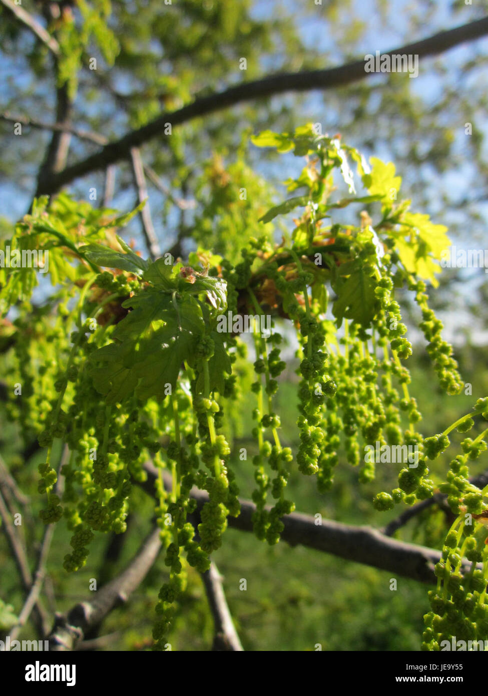 A photograph of an oak tree (Eiche) taken in Hockenheim, Germany on ...