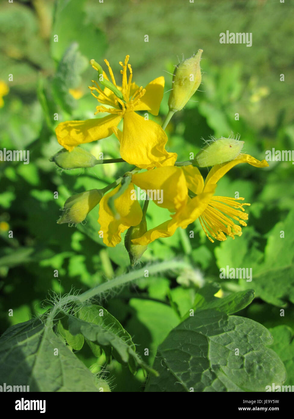 The Hockenheimer Rheinbogen refers to the bend of the Rhine River near ...