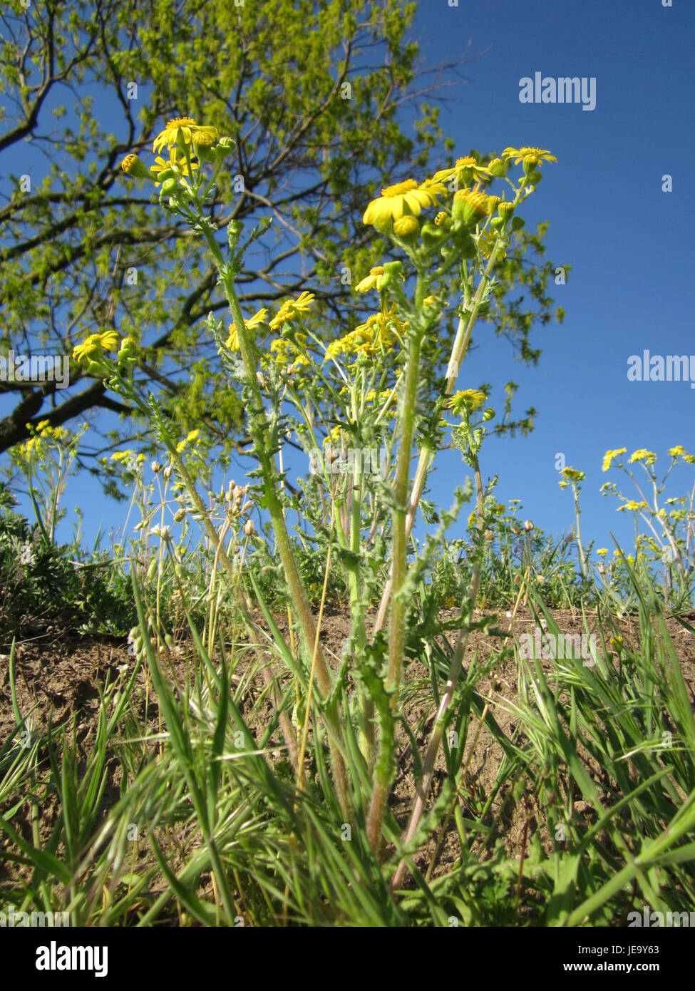 Yellow flowers senecio vernalis hi-res stock photography and images - Alamy
