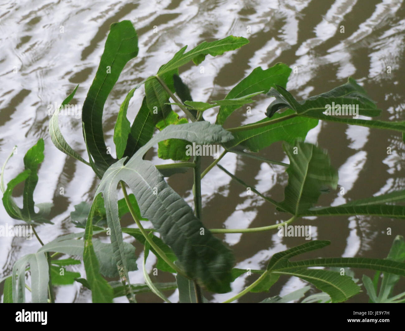 Ficus carica, commonly known as the common fig, is a species of ...